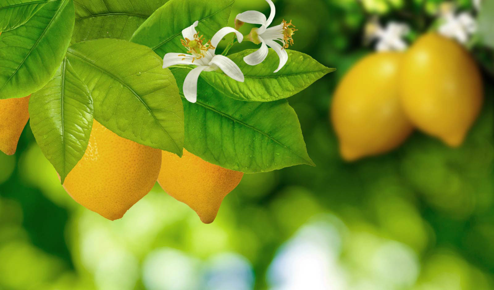 LIMONI: IL “TESORO D’ORO” DELLA COSTIERA AMALFITANA – Italiavola & Travel